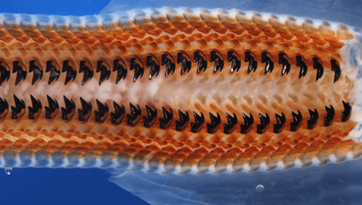 Meet The “Wandering Meatloaf”, The First Living Creature With Rare Iron ...