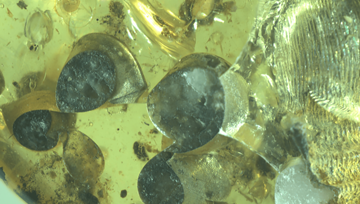 Cretaceous Snail Fossilized In Amber Right After Giving Birth | IFLScience