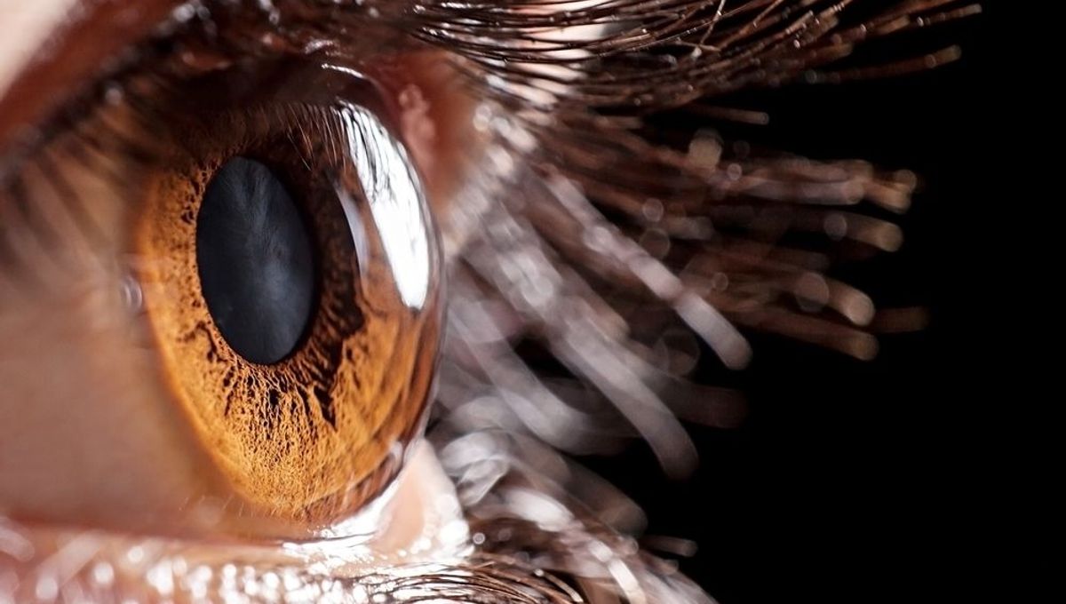 Your Pupil Size Is Linked To Your Intelligence, According To A Study ...