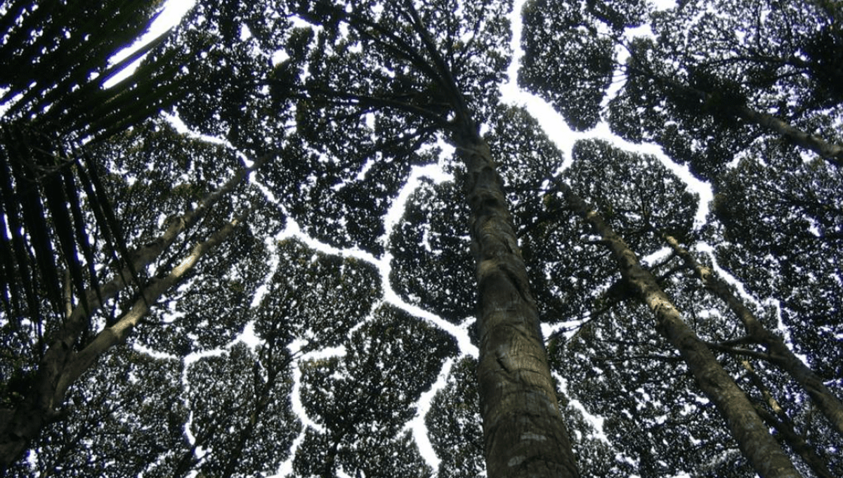 Crown Shyness: Why Some Trees Avoid Touching Leaves, Creating A ...