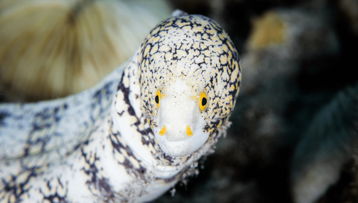 Sashimi-Swallowing Moray Eels Become First Fish Documented Feeding On ...