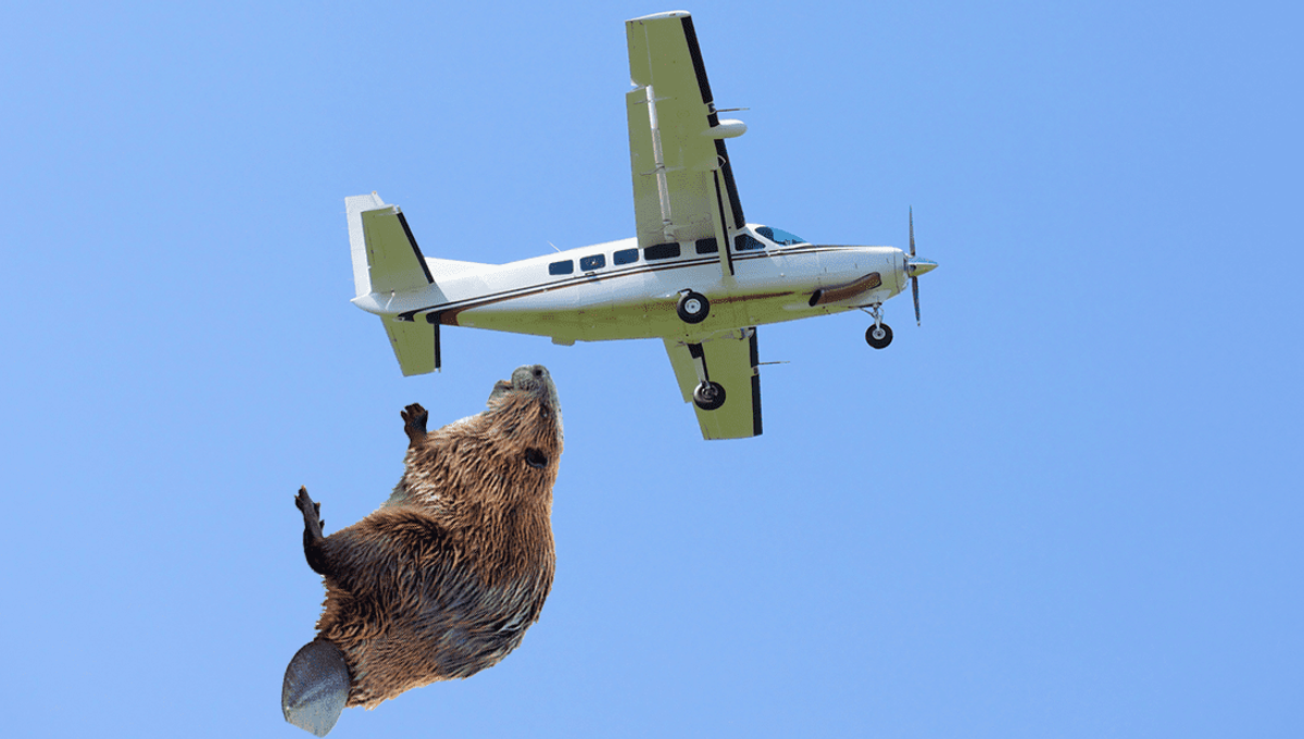 The Time Idaho Dealt With Its Surplus Of Beavers By Parachuting Them ...