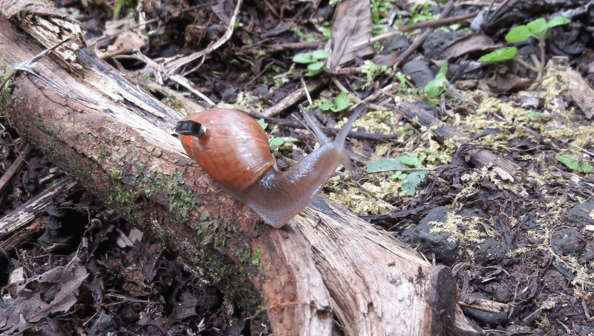Sole Survivor Snail Solves Extinction Mystery With World’s Smallest ...