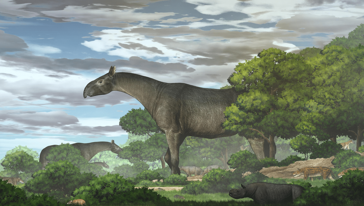 Extinct Giant Rhino Found In China Was One Of The Largest Land Mammals ...