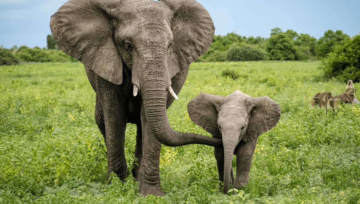 How The Elephant Got Its (Surprisingly Mysterious) Squeak | IFLScience