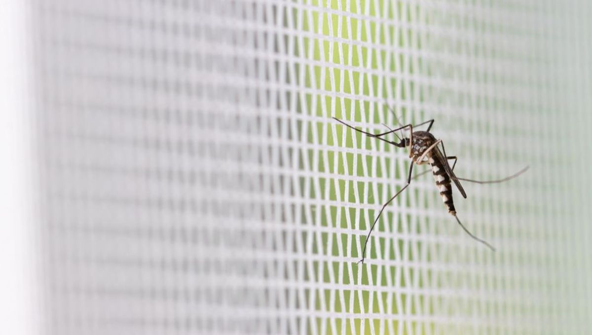 Malaria Has Officially Been Eliminated In China, WHO Declares | IFLScience
