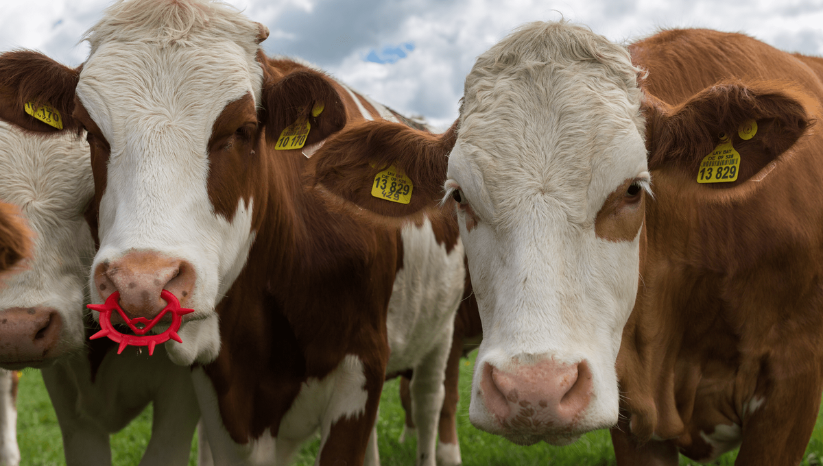 Bacteria Found Inside Cow Stomachs Can Break Down Common Plastic ...