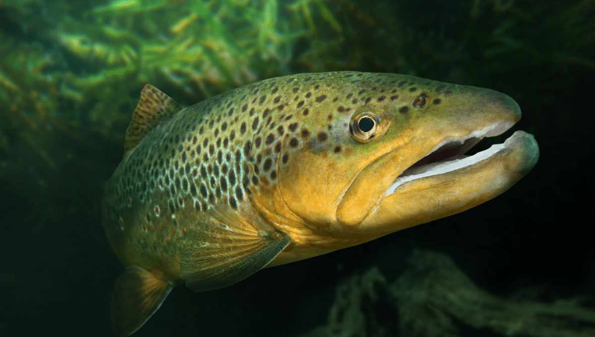 Trout On Meth: How Freshwater Contamination Can Get Fish Hooked On ...
