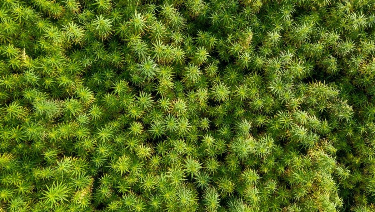 Cannabis Originated In China And Was Domesticated In The Stone Age ...