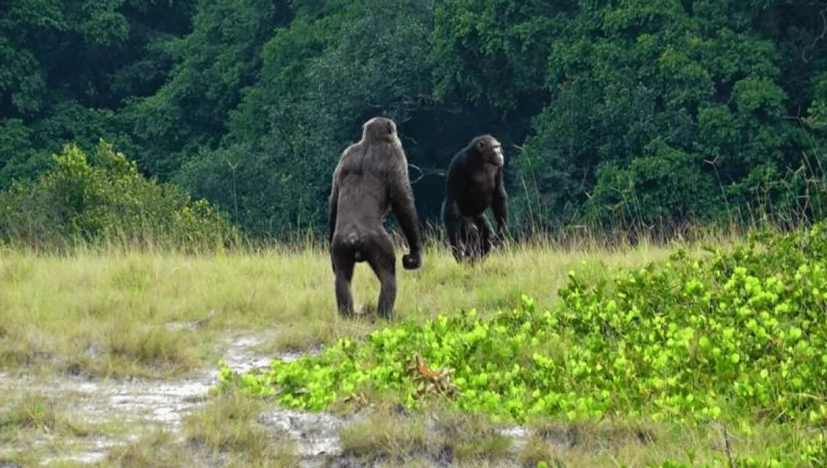 Chimpanzees Seen Killing Gorillas For The First Time | IFLScience