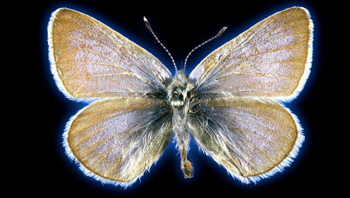 93-Year-Old Butterfly Is The First US Insect To Go Extinct Because Of ...