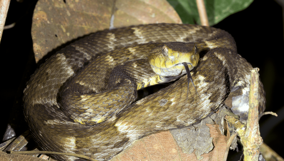 Snake Venom Turned Into Life-Saving Substance That Stops Bleeding ...