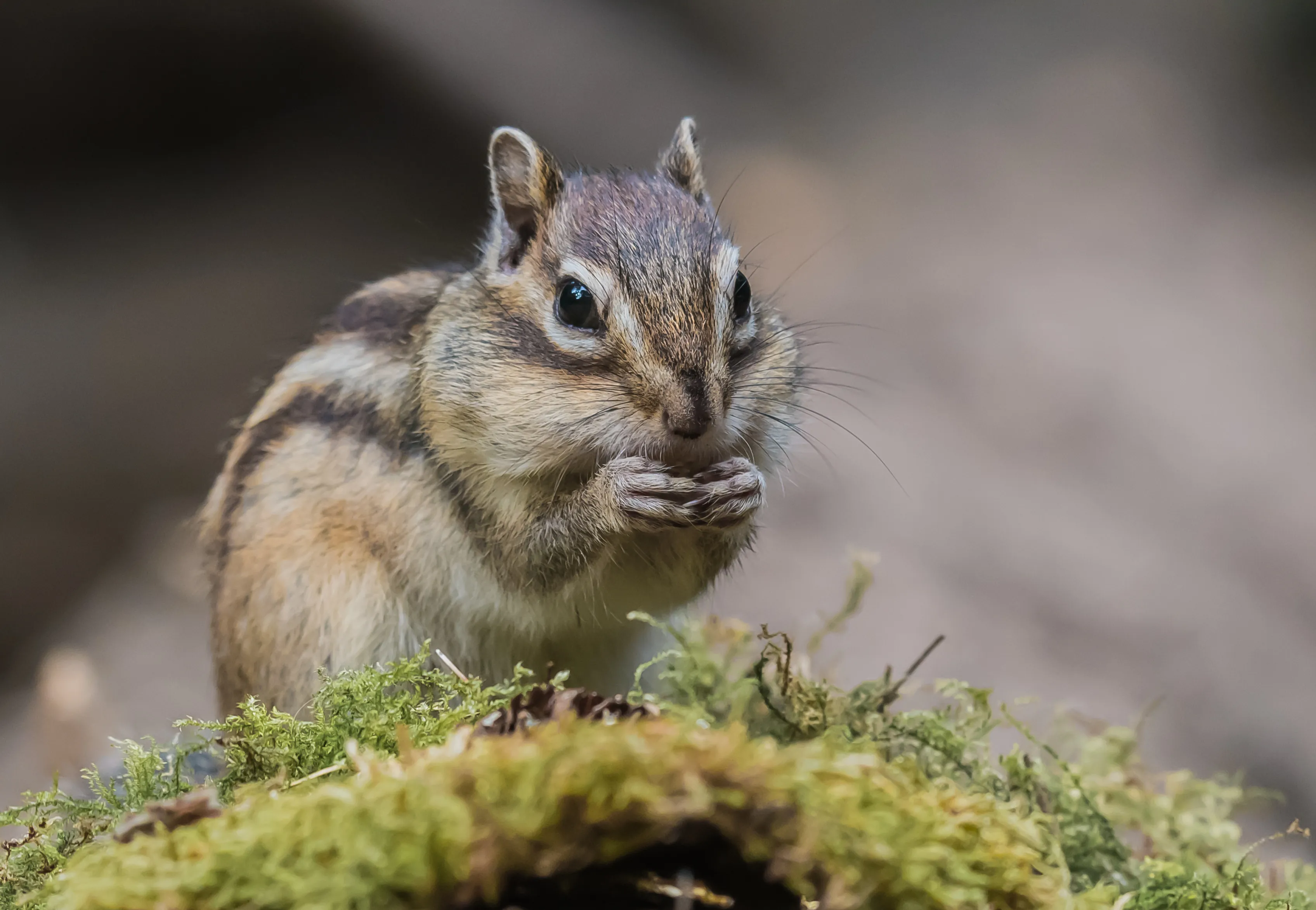 Chipmunk Bite