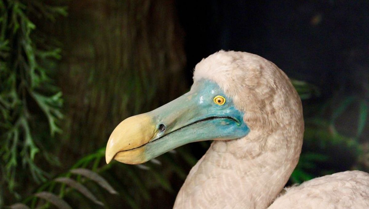 Over 460 Species Of Birds Driven To Extinction By Humans In Last 50,000 ...