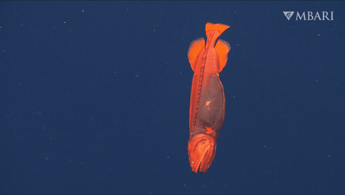 Shape-Shifting Whalefish That Dissolves Into Sperm Delivery Service ...