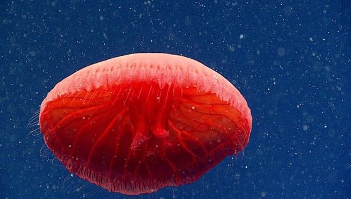 Deep-Sea Footage Captures Blood-Red Jellyfish That May Be A Brand New ...
