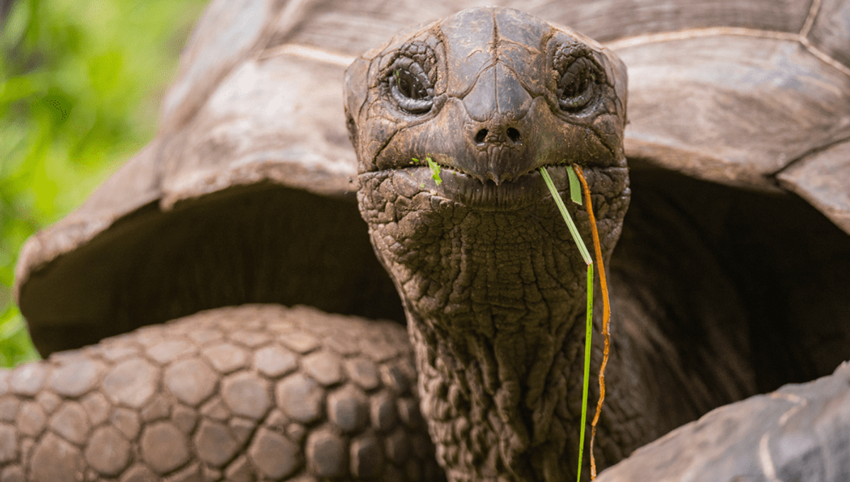 First Known Video Of Tortoise Hunting A Bird And Yes, We Have It ...