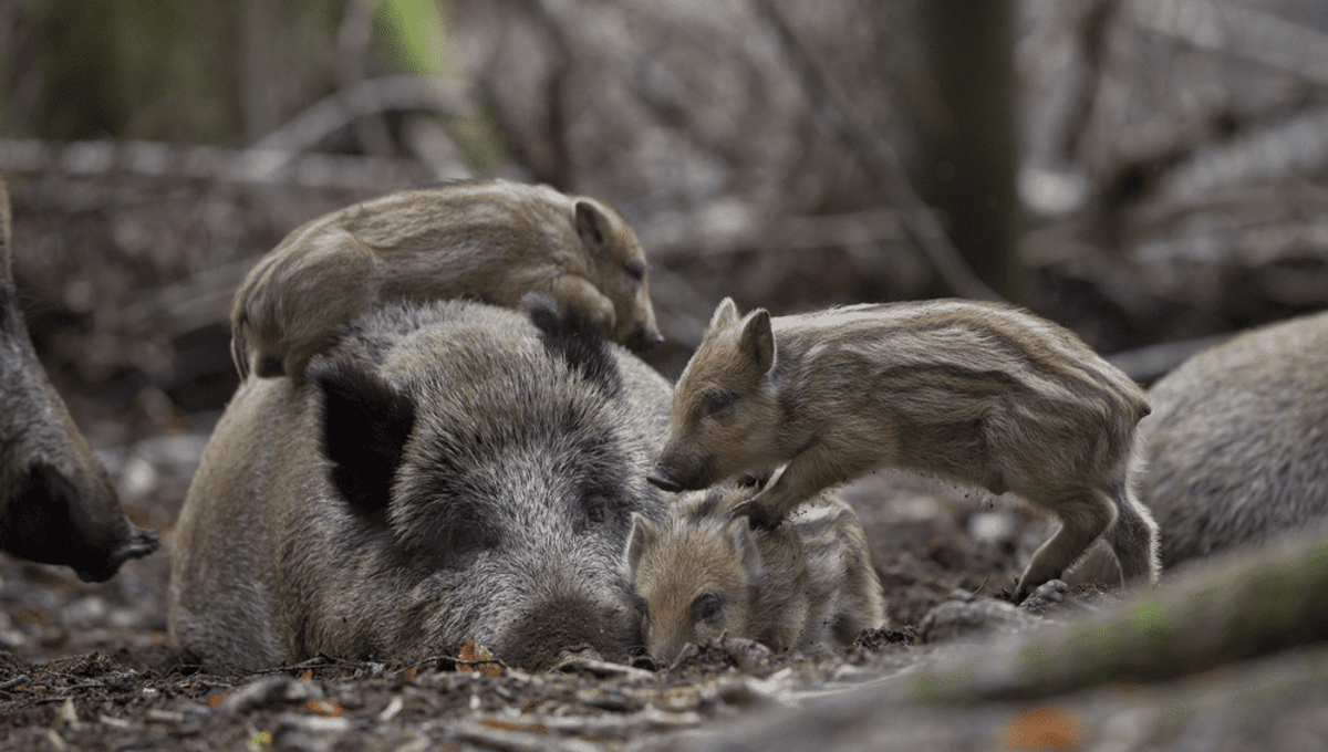 Wild Boars Caught On Camera Rescuing Their Buddies From A Trap | IFLScience