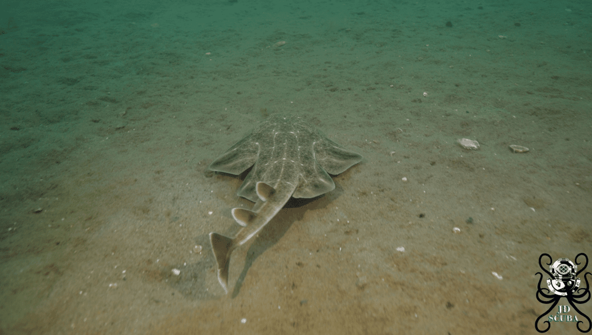 First Ever Footage Of Rare Angelshark Hunting Off The Coast Of Wales ...