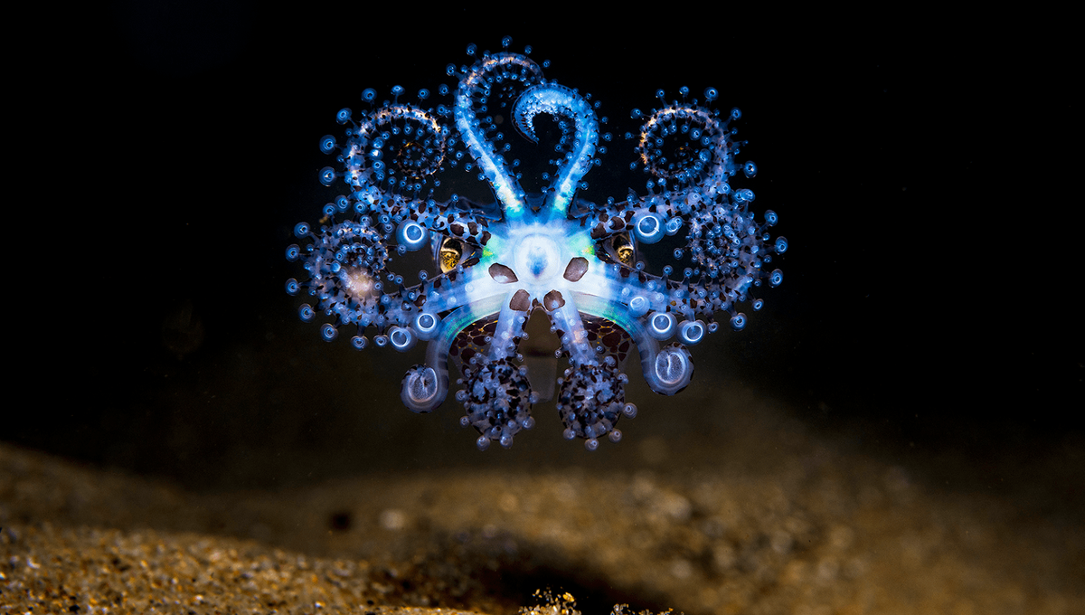 Get A Load Of These Other-Worldly Ocean Photography Awards Finalists ...
