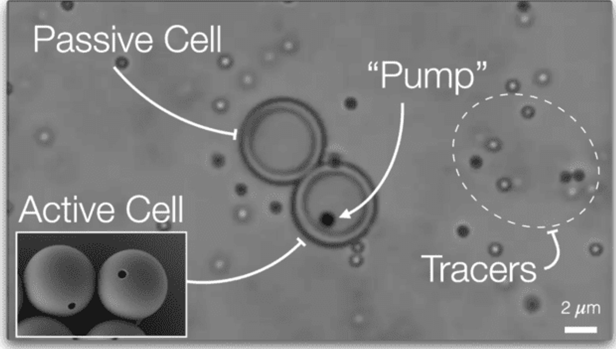 Artificial Cells That Can Replicate Crucial Functions Of Living Cells ...