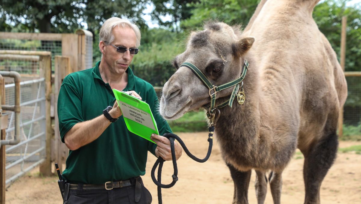 It's The Weekend, Enjoy These Zoo Animals Having Their Annual Weigh-In ...