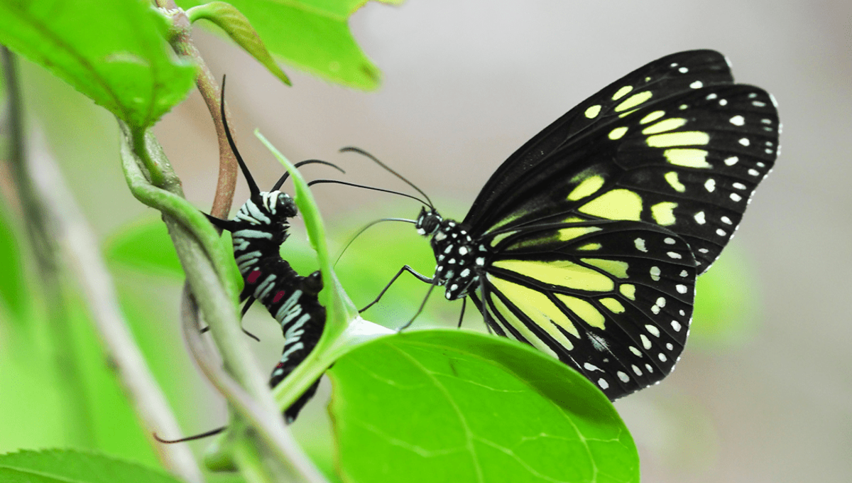 Baby-Drinking Milkweed Butterflies Scratch Open Their Young And Slurp ...