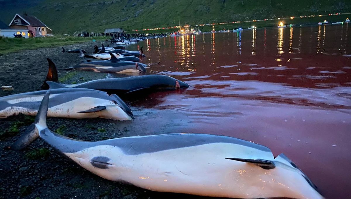 Over 1,400 Dolphins Slaughtered In Faroe Islands Hunt | IFLScience
