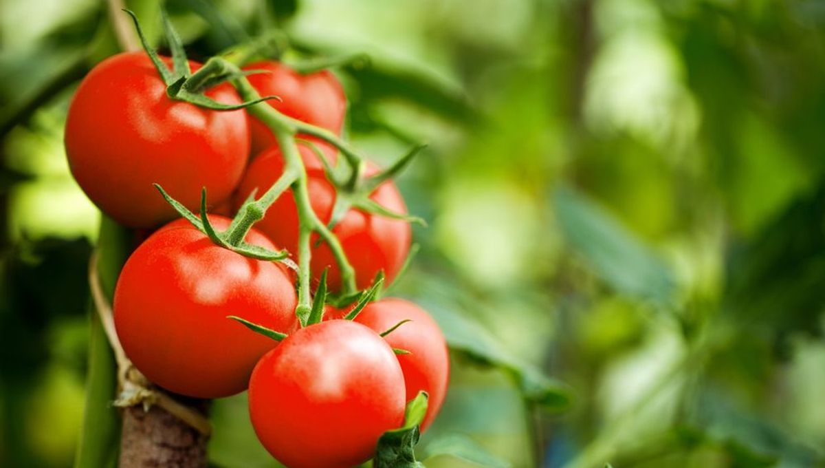 Tomato In Japan Is First CRISPR-Edited Food In The World To Go On Sale ...