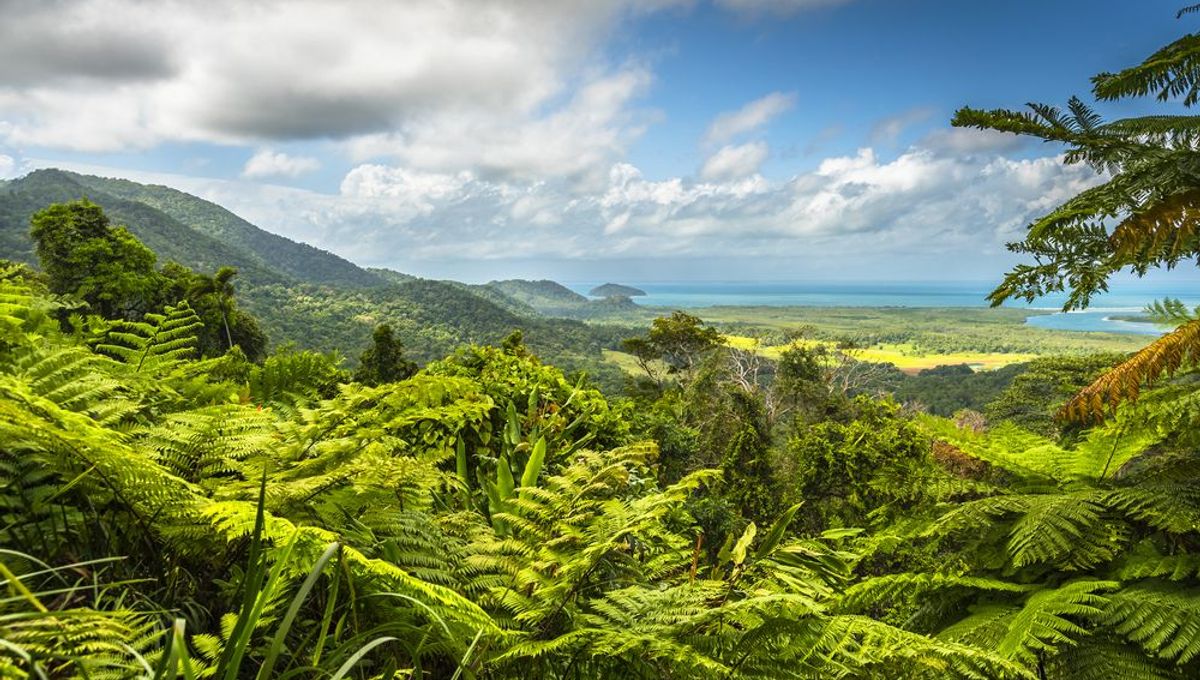 Australia Hands Ownership Of World’s Oldest Rainforest Back To ...