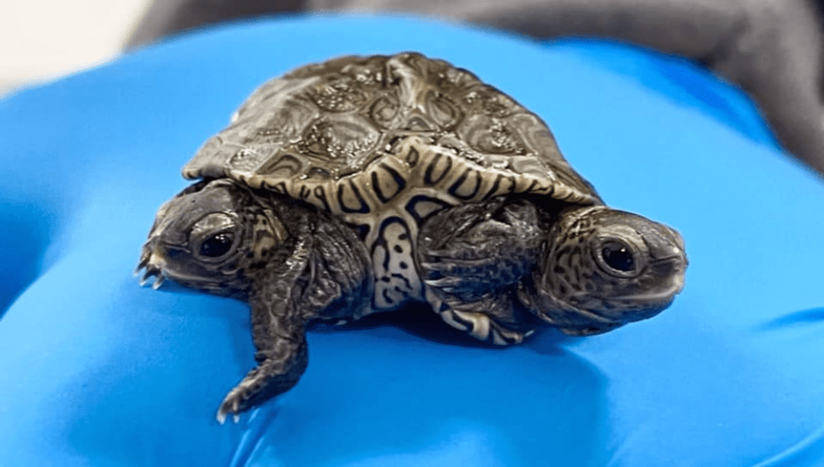 Two-Headed Twin Terrapins Mary-Kate and Ashley Are Absolutely Thriving ...