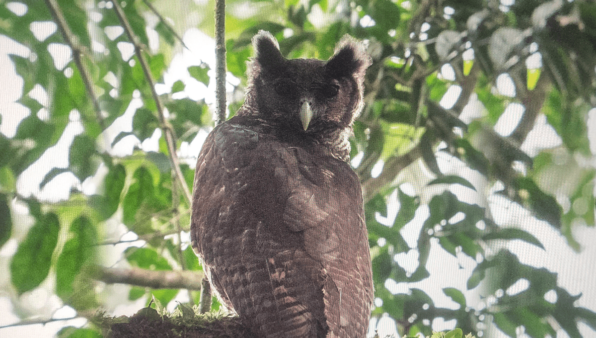 Cuban Giant Owl