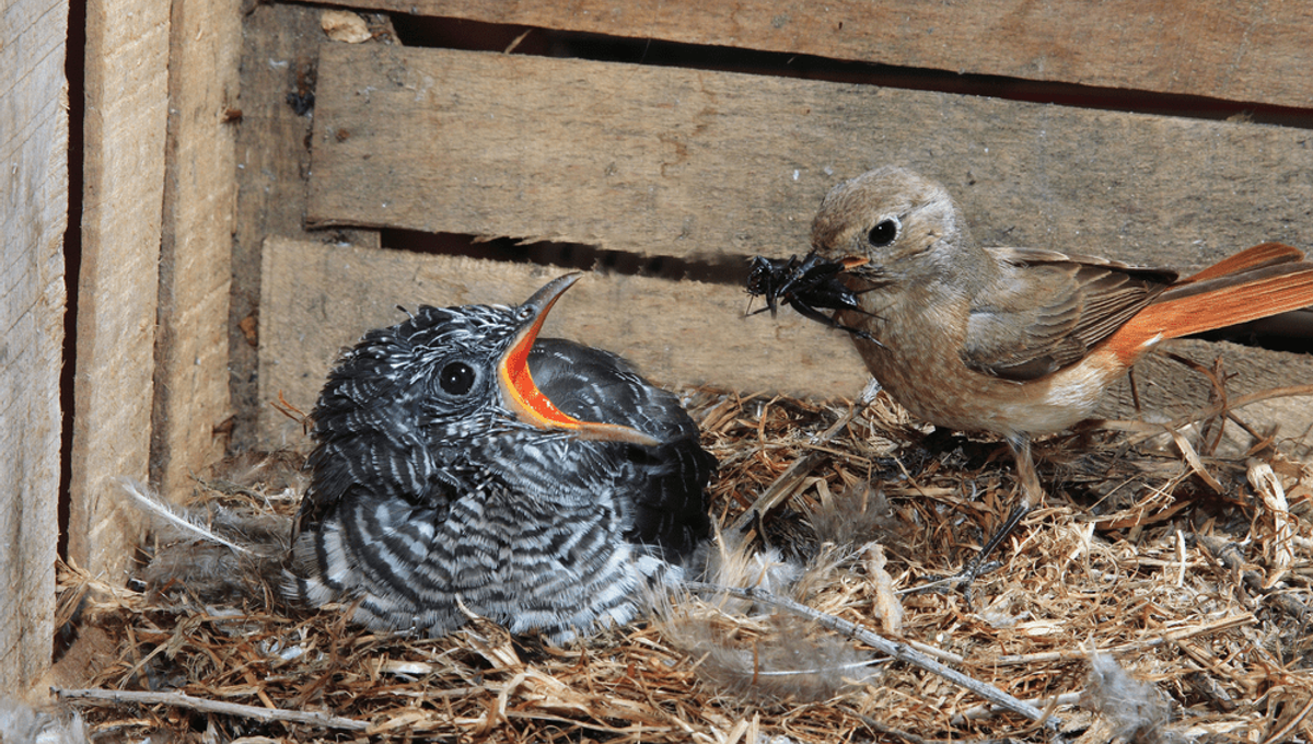 Parasitic Chicks Exercise In Egg To Get Buff And Destroy Nestmates ...