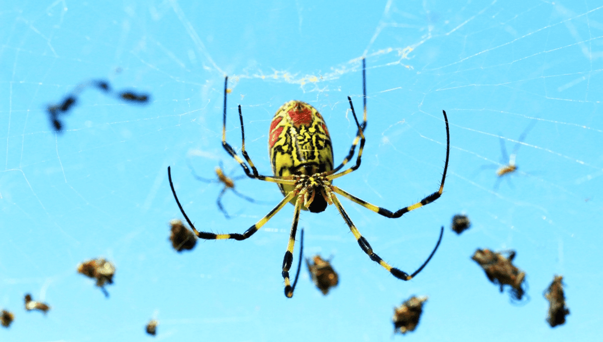 East Asian Spiders Successfully Vacationing In US Cover Georgia In ...