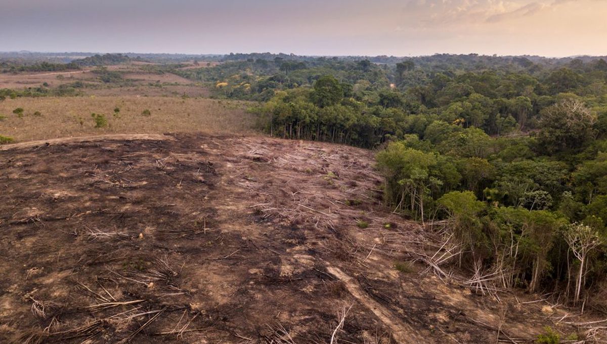Deforestation In Brazil's Amazon Rainforest Reaches Highest Level For ...