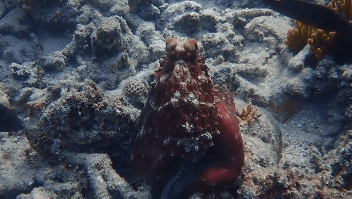 All Octopuses May Be Sentient, But Only Some Are Smart | IFLScience