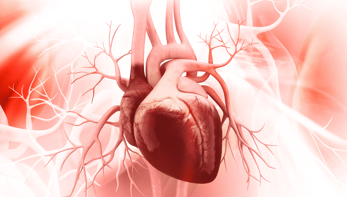 New Type Of Cell Discovered In The Heart | IFLScience