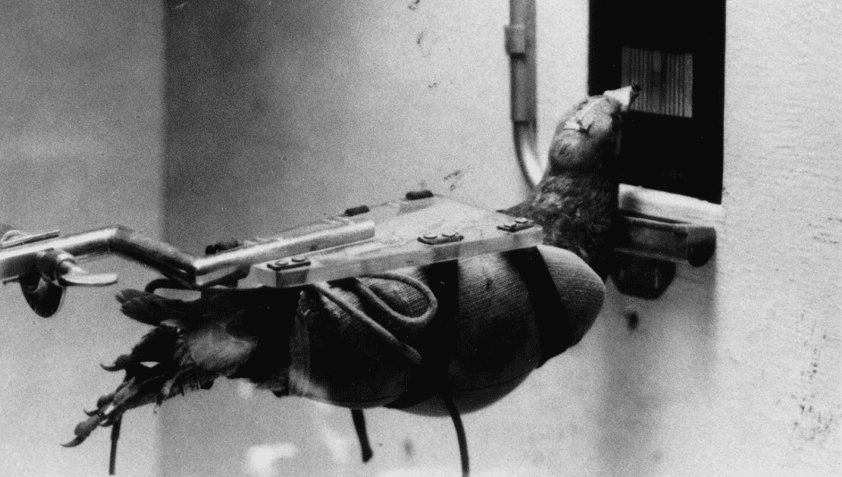 "Project Pigeon" Trained Birds To Guide Bombs In WWII | IFLScience