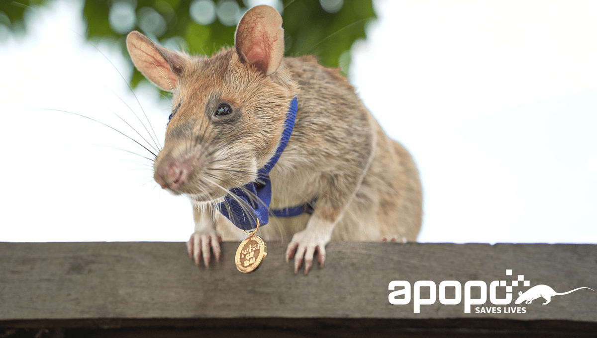 Magawa, The Medal-Winning, Landmine-Detecting Hero Rat, Has Died Aged ...