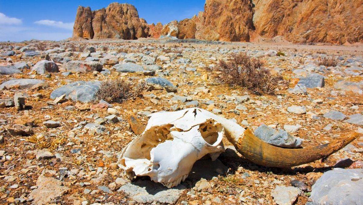 Earth’s Sixth Mass Extinction Has Begun, Argue Researchers | IFLScience