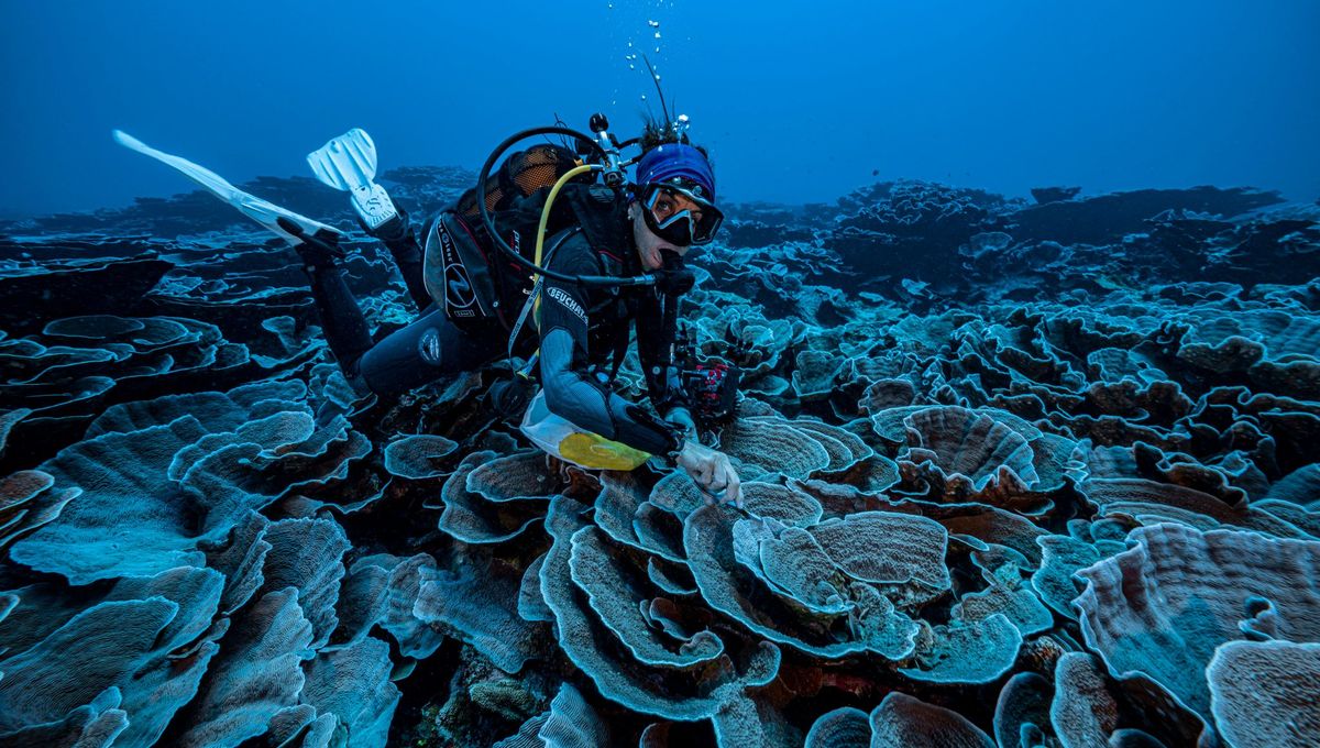 "Remarkable" Huge New Coral Reef Discovered Off Tahiti | IFLScience