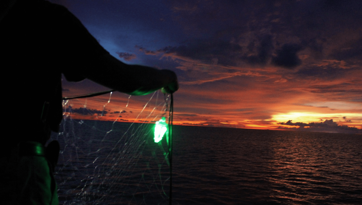 Green Lights on Fishing Nets Could Be The Secret To Saving The Oceans ...