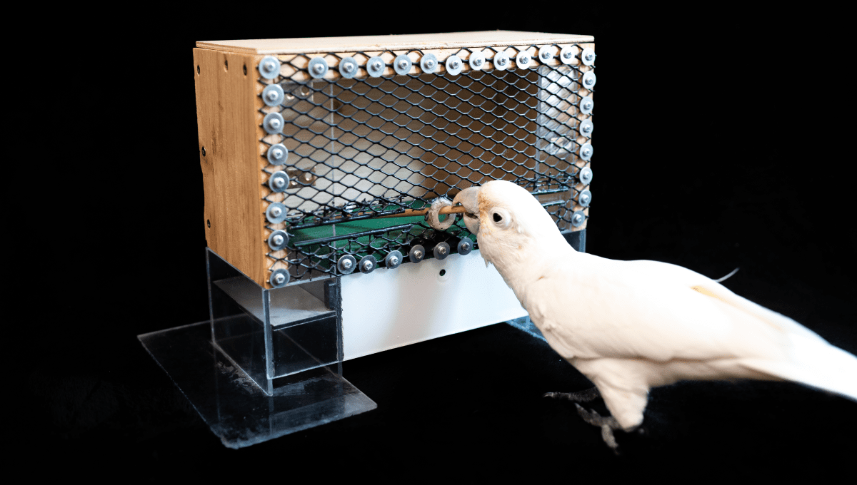 Cockatoos’ Impressive Golfing Skills Prove They're Capable Of Complex ...