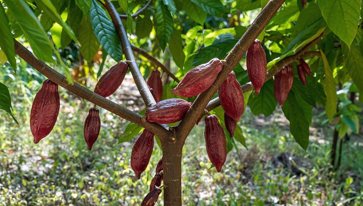 Sacred Ancient Maya Cacao Groves Rediscovered After Centuries Of ...