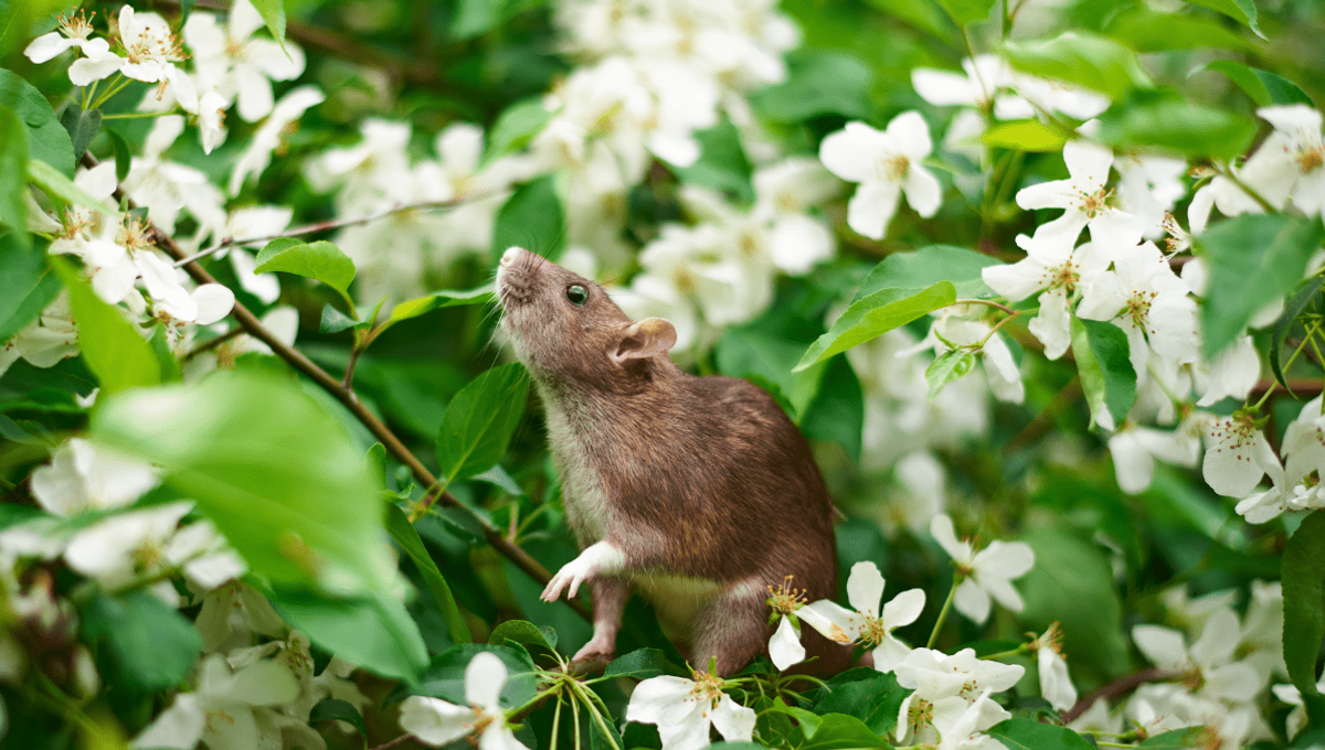 Rats May Act As Pollinators While Competing With Birds For Nectar ...