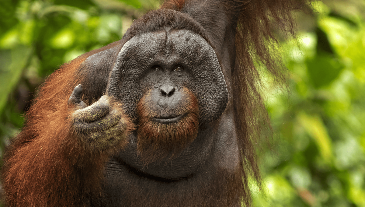 Orangutans Prove They'll Instinctively Use Sharp Stones To Cut In ...