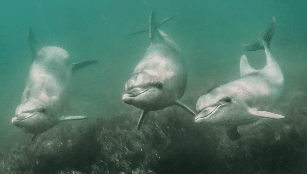 Scientists Are Serenading Dolphins In An Effort To Communicate | IFLScience