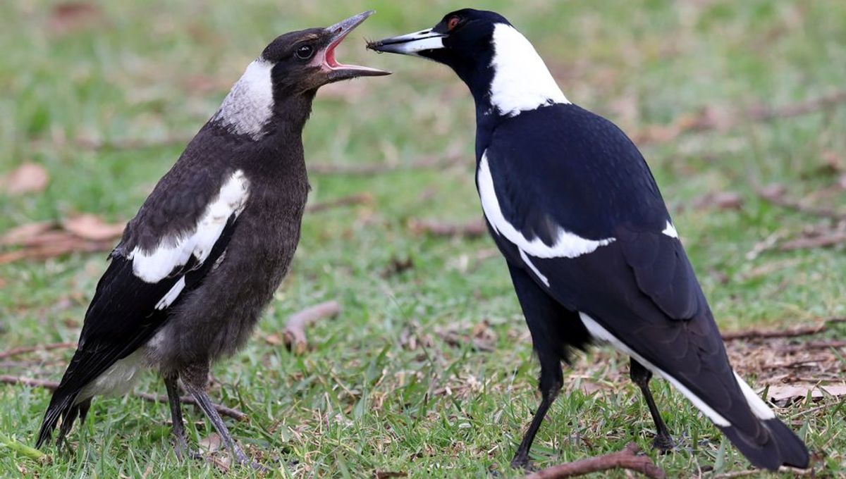 Altruistic Australian Magpies Peck Off Each Other's Tracking Devices ...