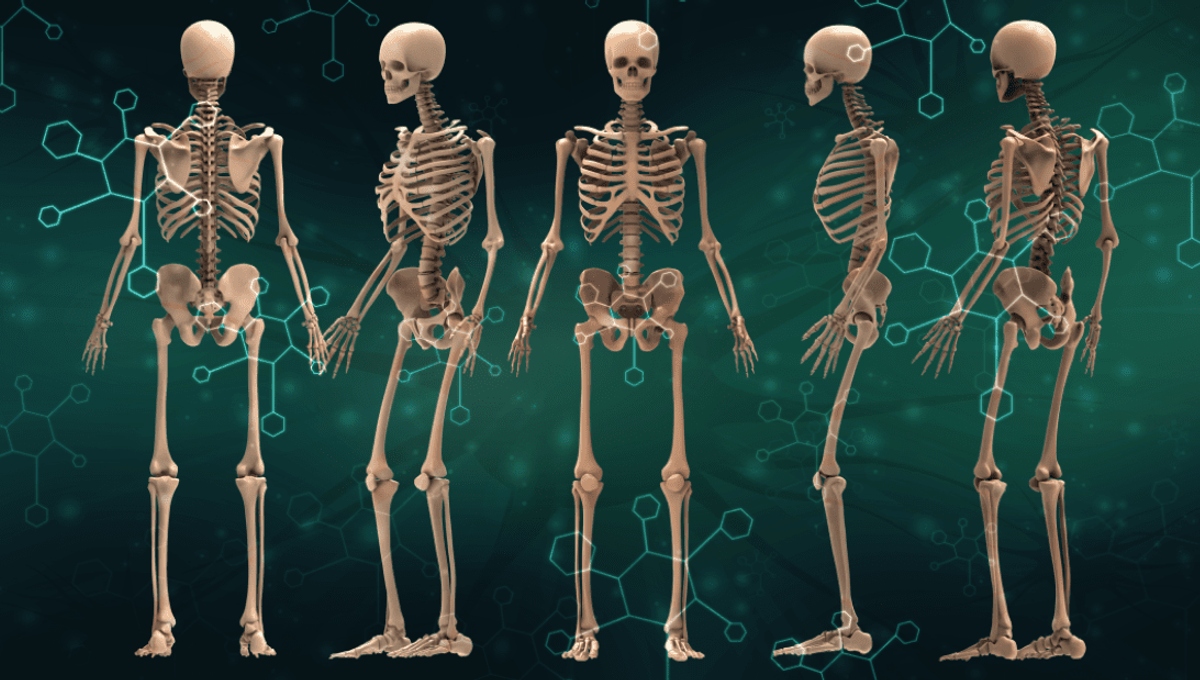 Your Skeleton's Many Organs Do A Lot More Than Hold You Up | IFLScience