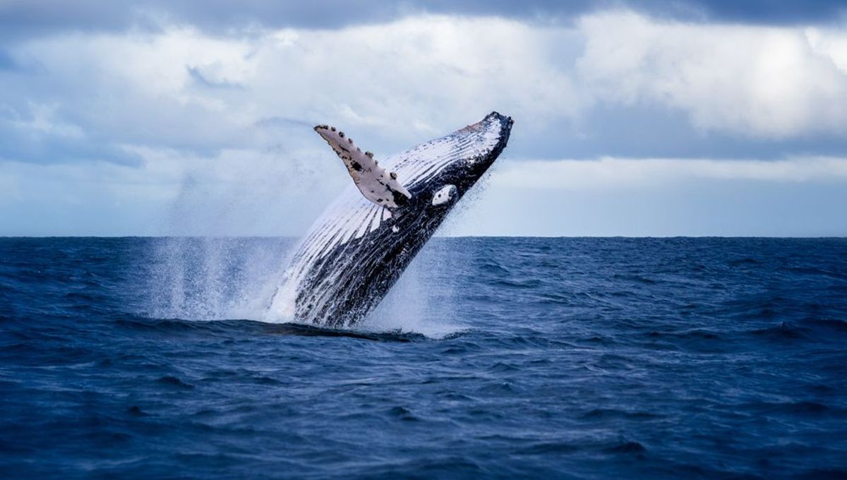 Humpback Whales Removed From Australian Threatened Species List After ...